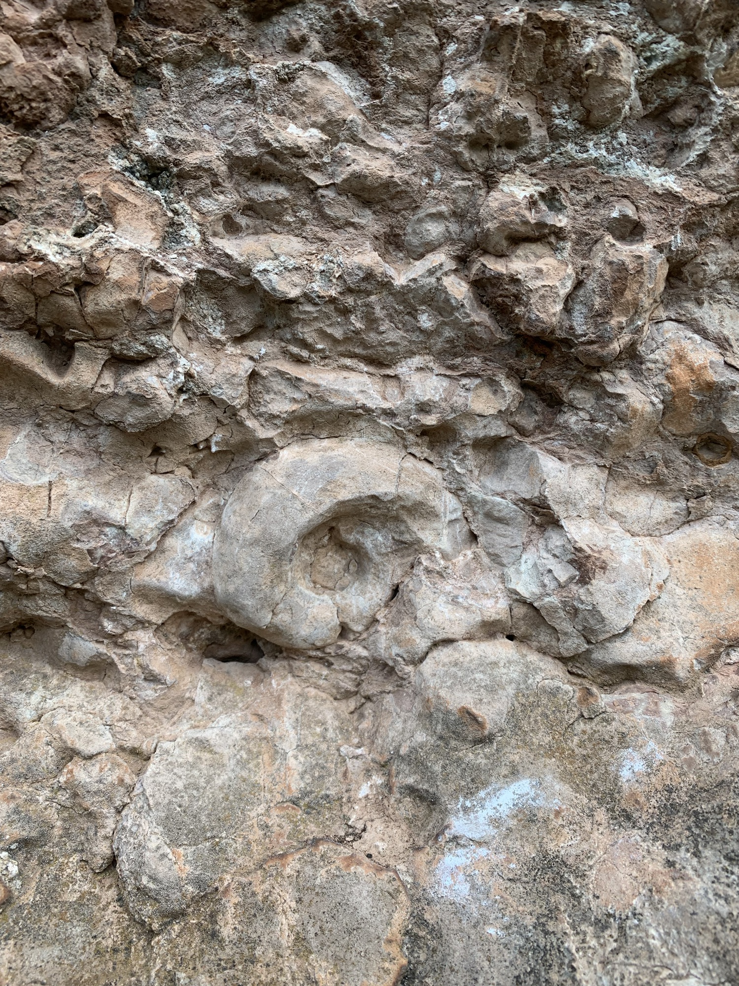 Arco – S.Paolo – Via delle Ammoniti – GECKODORO